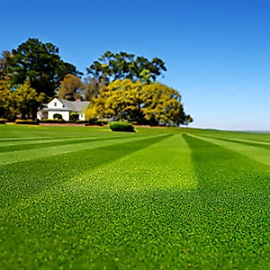 Outsidepride Maya (Blackjack II) Warm Season Drought Tolerant, Fast Growing, Bermuda Lawn, Turf Grass Seed - 50 LBS