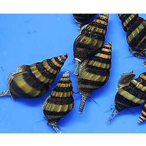 (10) Pack of Assassin Snails Live for Aquarium Pond or Fish Tank