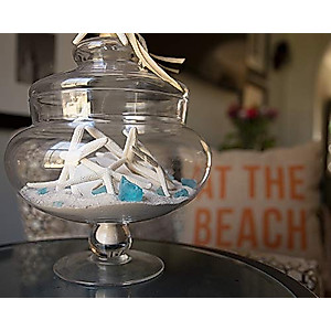 Set of 6 White Starfish and Sand Dollars - 3 Finger Starfish 4 to 6 inch and 3 Sand Dollars 3 to 3.5 inch - Starfish and Sand Dollars for Crafts by Tumbler Home