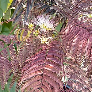 YEGAOL Garden 5Pcs Chocolate Mimosa Seeds Silk Tree Attracts Pollinators Drought Tolerant Fragrant GMO Free Deer Resistant Courtyard Coastal Garden Outdoor City Plant