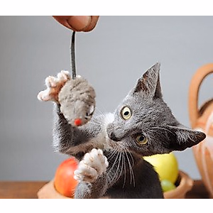 PET SUPPLEMENTS cat Omega 3 Fatty acids - Omega 3 - for Cats - Heart Brain and Joint Function - SOFTGELS - cat Joint Health Supplement - 1 Bottle (180 SOFTGELS)