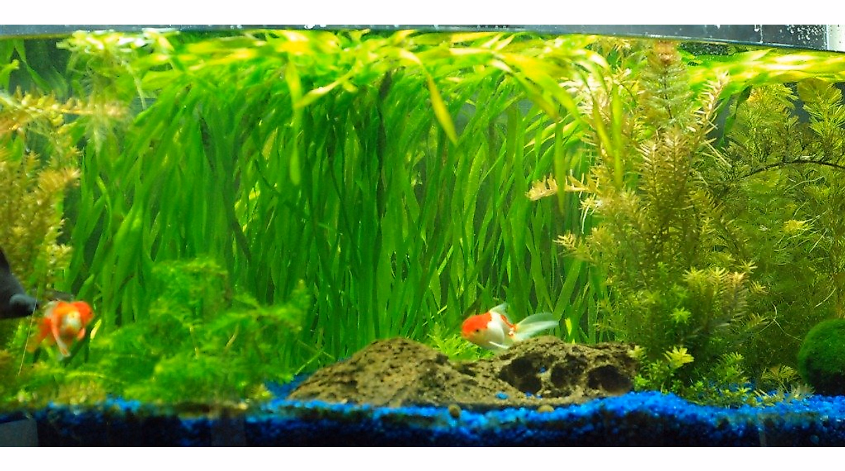 Jungle Vallisneria Rooted Aquarium Plants - Easy Dense Backgrounds