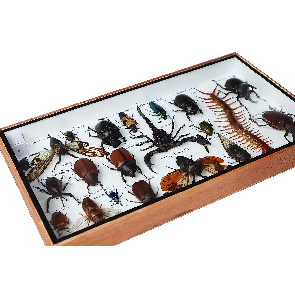 ThaiHonest Very Rare Real MIXS Insect Taxidermy Set in Boxes Display for Collectibles