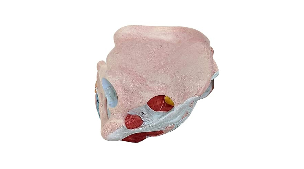 Buy Axis Scientific Female Pelvis Model - Anatomically Accurate