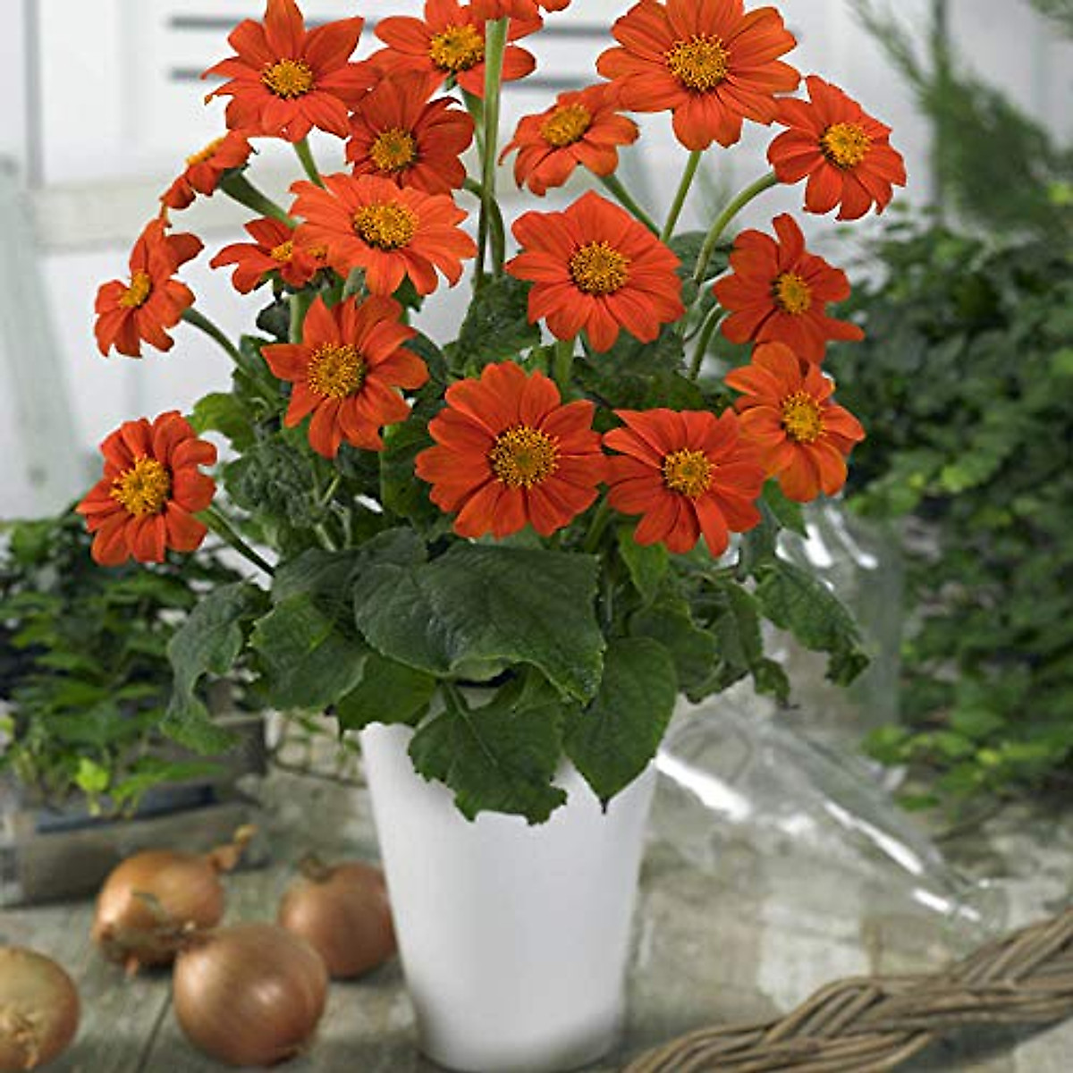 Outsidepride Orange Tithonia Mexican Sunflower Garden Cut Flower Plant - 500 Seeds