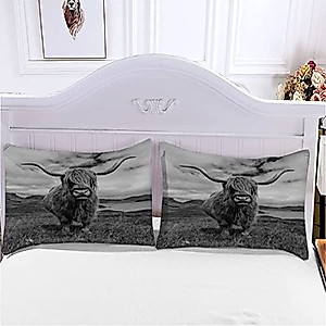 Quilt Cover Twin Size Scottish Highland Cattle 3D Bedding Sets Cow, Animal Duvet Cover Breathable Hypoallergenic Stain Wrinkle Resistant Microfiber with Zipper Closure,beding Set with 2 Pillowcase