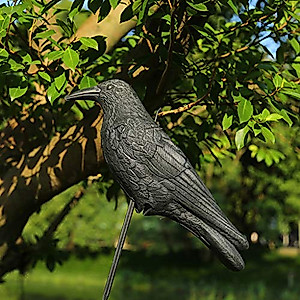 SENGTONG Scary Simulation Bait Decoration Hunting Crow Tool Plastic Jewelry Bird Garden Patio Lawn & Garden Fly Sticky Tape (Black, One Size)