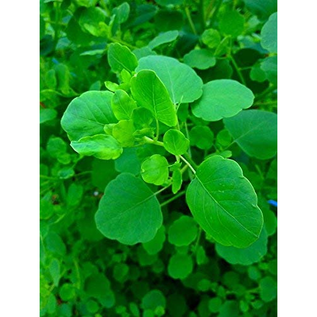 Papalo 100 Seeds - Mexican Herb - Porophyllum ruderale - Indoors or Out