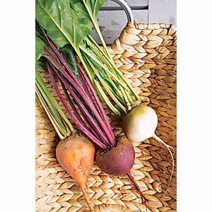 Burpee Three Color Blend Beet Seeds 200 seeds