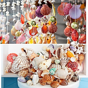 Jangostor Sea Shells Mixed Ocean Seashells, 1.2"-3.5" Various Sizes Beach Seashells and Natural Starfish for Vase Fillers Fish Tank Beach Themed Party Home Wedding Decorations DIY Crafts