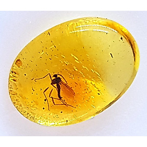 Genuine Fossil Baltic Amber with Inclusion with Magnifying Box/Beautiful Museum Grade
