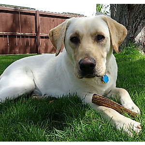 Elkhorn Premium Chews - Medium Whole Twin Pack (for 20-45 lb Dogs and Puppies) Premium Grade Elk Antlers for Dogs (2 Pieces) Sourced in The USA