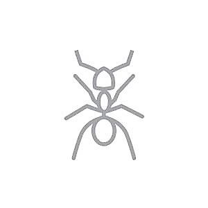 BUGGSLAYER Crawling Insect Insecticide Concentrate 8-oz. Outdoor Killer for Ants, Spiders, Mosquitoes, Ticks and Fleas.