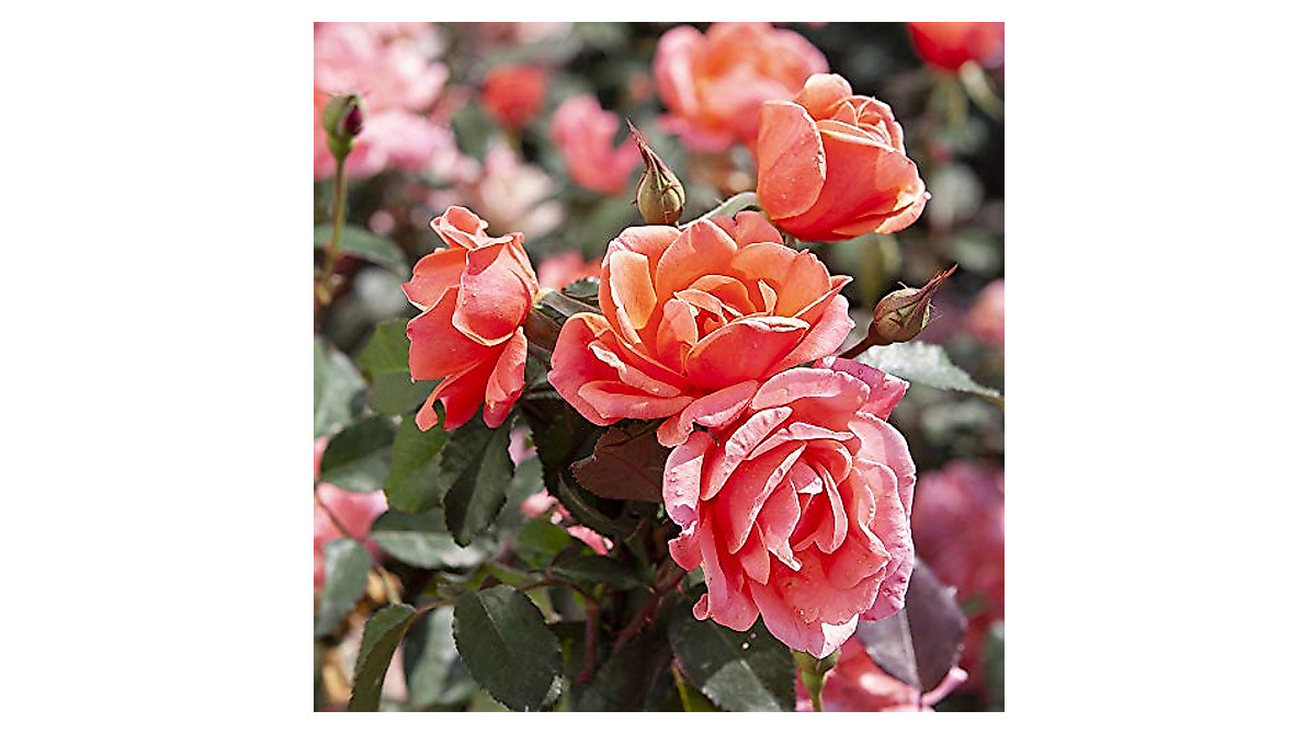 Knock Out Rose Coral - Vibrant Blooms for Your Garden