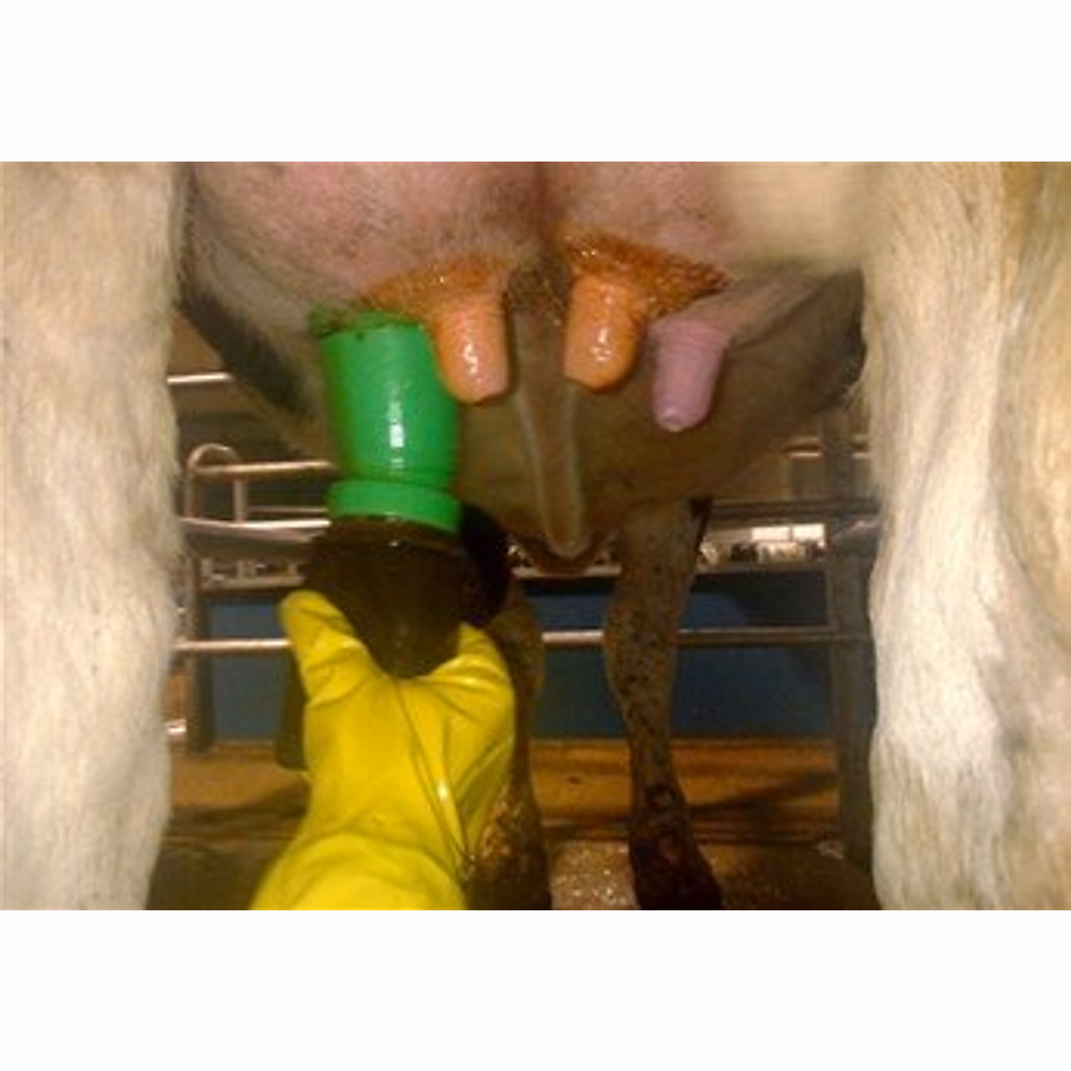 Teat Dip Cup (Green) Non Reflow Nipple Cleaning Disinfection Dip Cup for Cow Sheep Goat by Blisstime