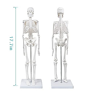 Aliwovo Skeleton Model Anatomy Mini Human Anatomical Skeleton Medical Education Study 17.7&quot;Model with Colorful Manual and Exquisite Packaging