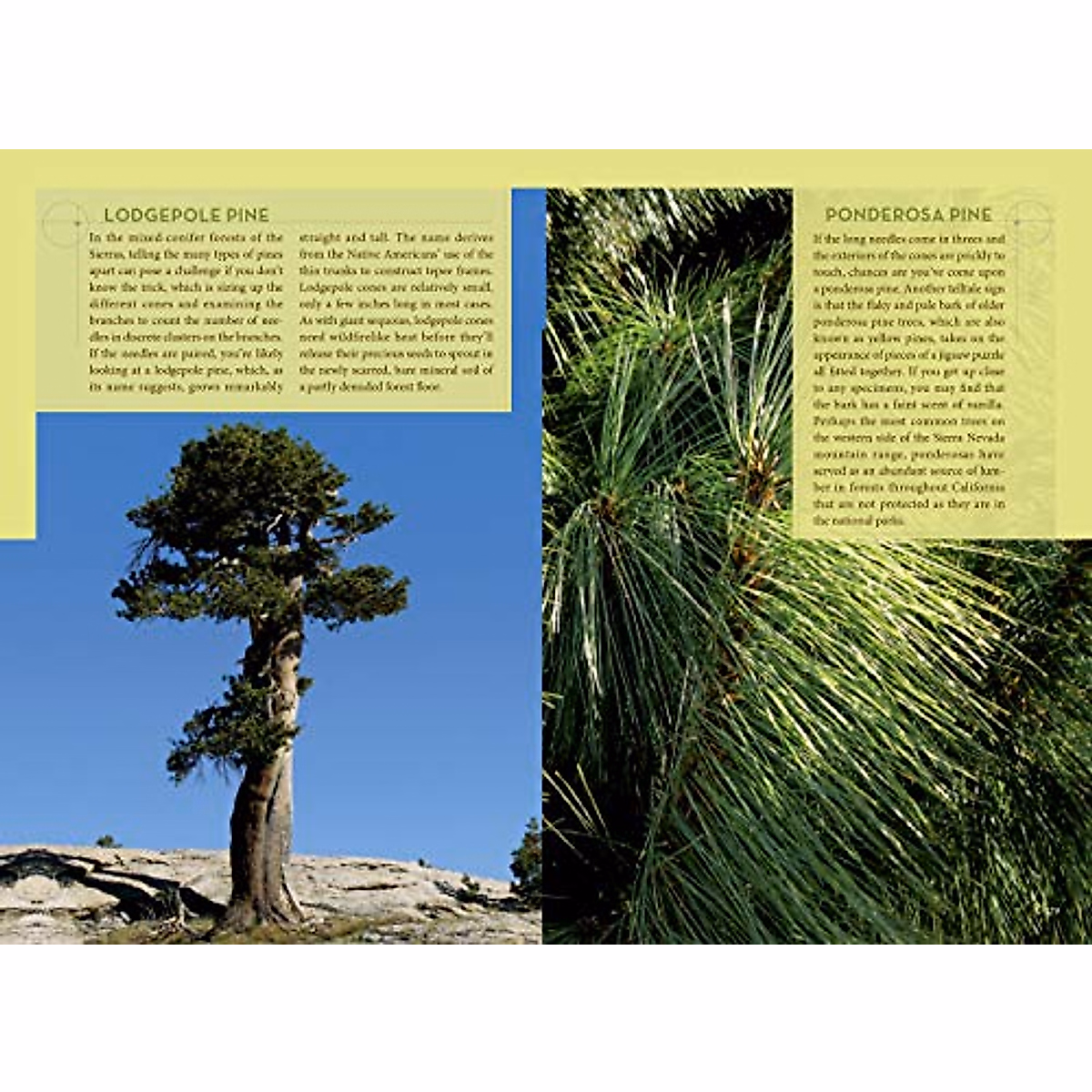 Compass American Guides: Yosemite and Sequoia/Kings Canyon National Parks (Full-color Travel Guide)