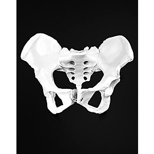 QWORK Life Size Female Hip Bone Pelvic Model, Female Pelvis Model, Including Two Hip Bones, Sacrum and 4/5 Lumbar Spine, Pelvic Skeleton Anatomical Model, for Science Studying