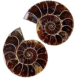 iplusmile 2pcs Animal Fossil Collection Paleontology Fossil Sample Science Specimen Snails Ammonite Fossil Ornaments for Biological Science Educational Teaching Props