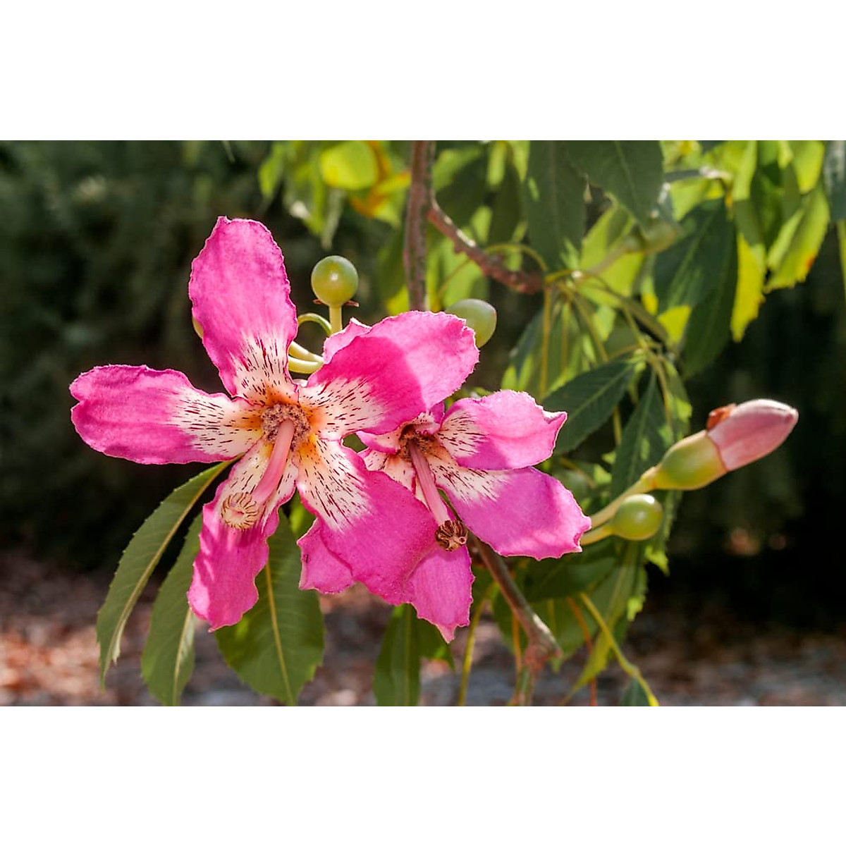 Silk-floss Tree Seeds for Planting (10 Seeds) - Chorisia speciosa