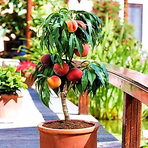 Bonanza Peach Seeds Large Fruit Sweet Delicious Flavor Juicy Ornamental Self-Pollinating Patio Container Garden Indoor Outdoor 10Pcs Fruit Tree Seeds by YEGAOL Garden