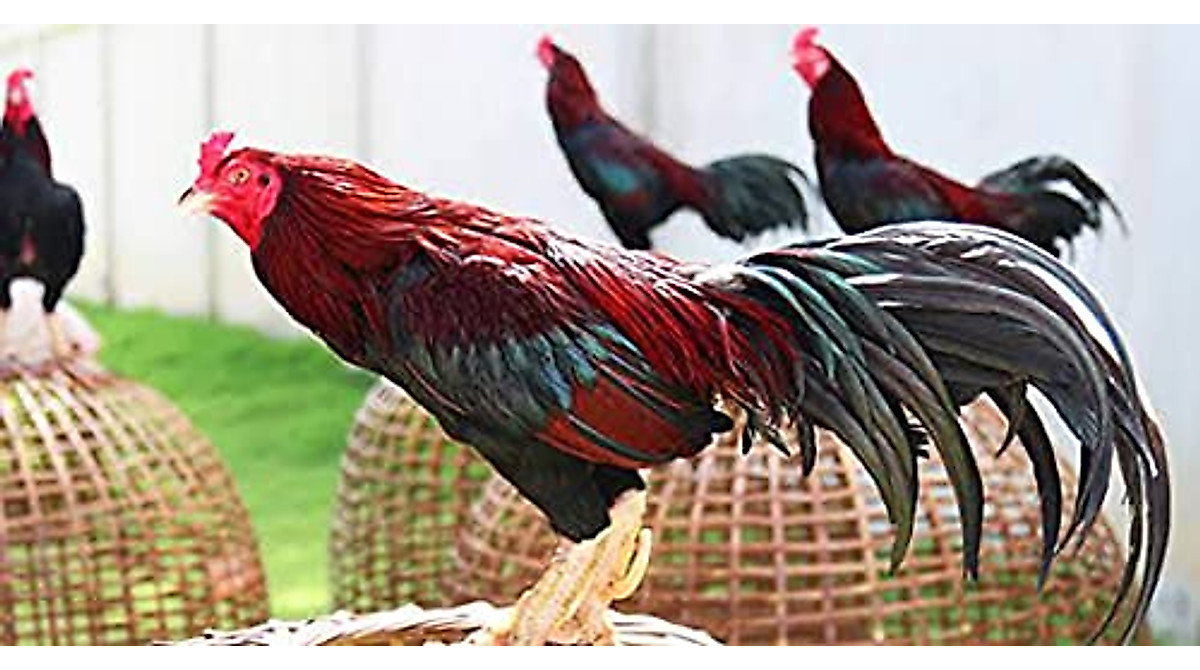 HULX POWER PLUS 100 TABLETS, Fast Increasing Energy Formula Rooster ...