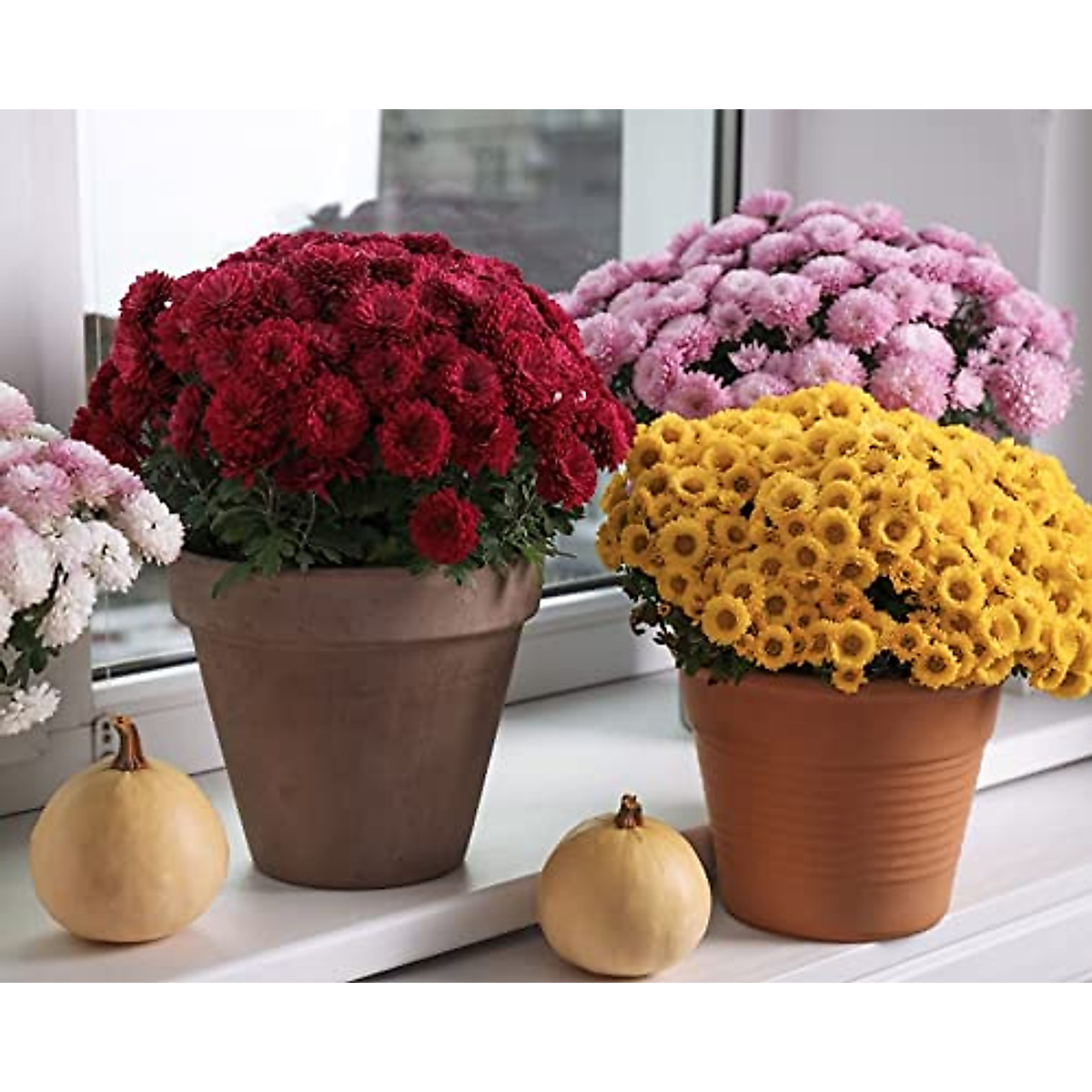 DICHMAG 300+ Chrysanthemum Heirloom Rare Ground Cover Seeds for Planting - Non-GMO Rare Dwarf Cover Landscape Flower Seeds Mixed Color Yellow