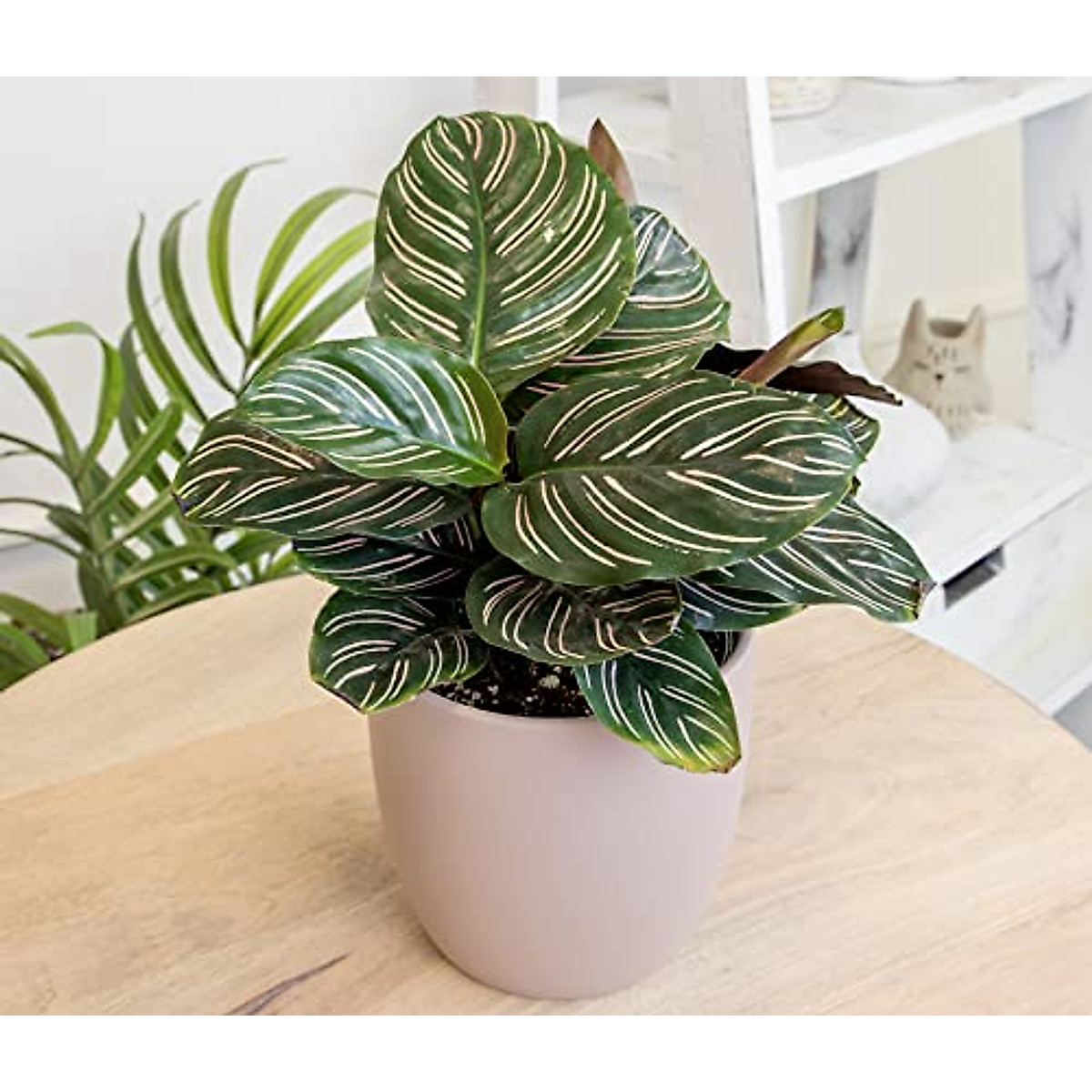 Altman Plants, Classic Houseplant Collection (4PK) Live Plants Indoor Plants Live Houseplants in Plant Pots, Easy House Plants Indoors Live, Snake Plant, Pothos in Potting Soil, Clean Air Plants