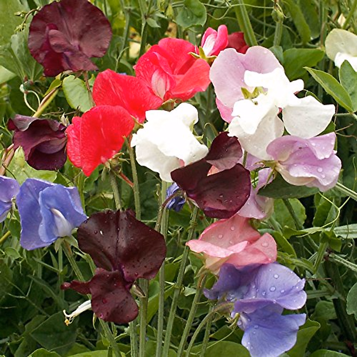 Outsidepride Fragrant Annual Lathyrus Odoratus Sweet Peas Royal Mix Climbing, Vining, Trailing Cut Flowers - 250 Seeds