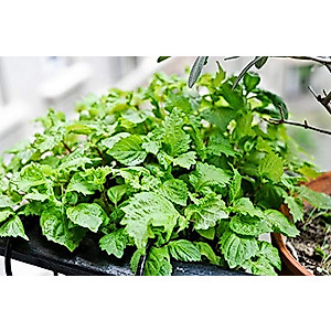 Gaea's Blessing Seeds - Green Shiso Seeds (Perilla), Heirloom Non-GMO Seeds with Easy to Follow Planting Instructions, Kaori Ao Shiso, Open-Pollinated, 94% Germination Rate