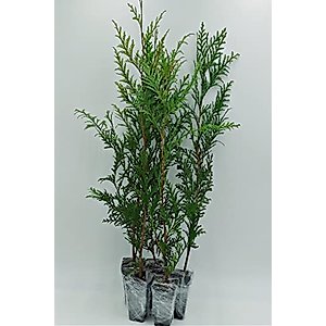 Greenwood Nursery/Live Trees - Green Giant Arborvitae Tree + Thuja Standishii X Plicata - [Qty: 20x 2.5" Pots] - (Click for More Options/Quantities)