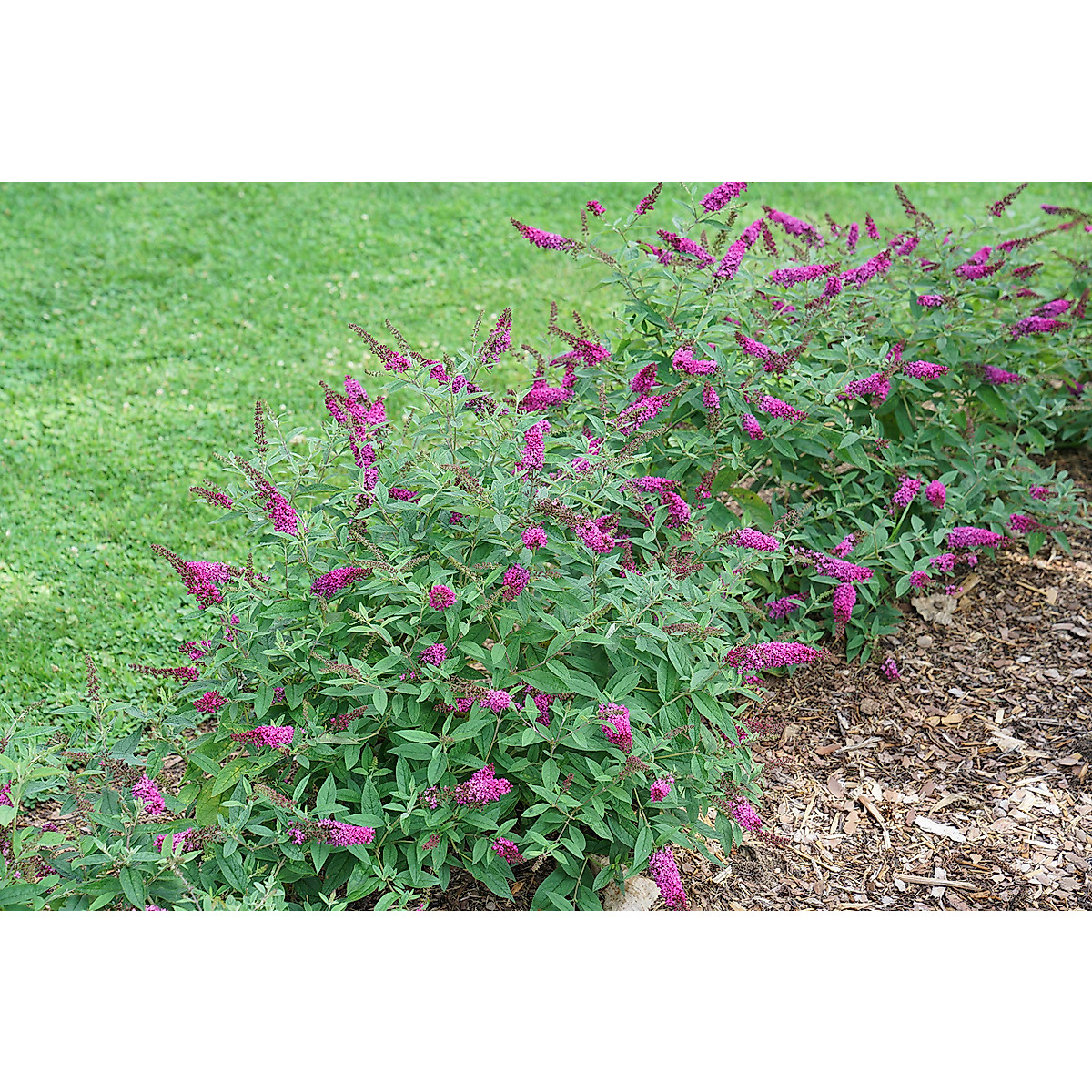 4.5 in. Qt. Lo & Behold 'Ruby Chip' Butterfly Bush (Buddleia) Live Shrub, Red Flowers