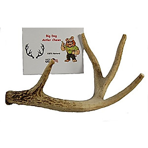Big Dog Antler Chews - Whitetail Deer Antler Dog Chew, Medium, 8 Inches to 13 Inches Long, Natural, Healthy Long-Lasting Treat. for Medium to Large Size Dogs and Puppies! Happy Dog Guarantee!