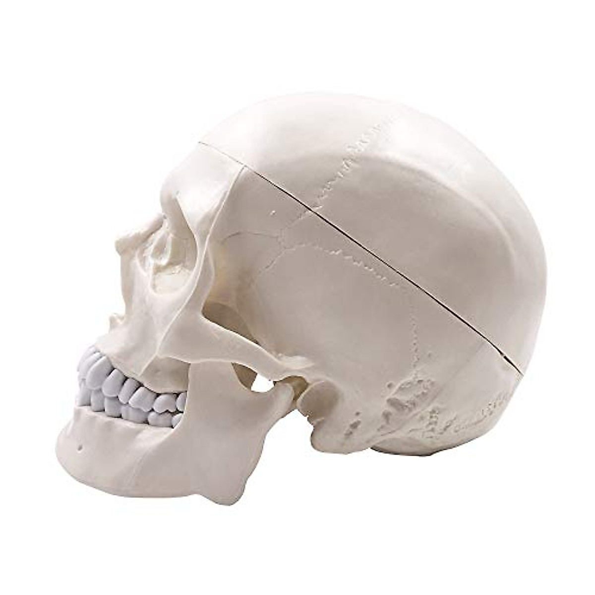3-Part Human Skull Model - Life Size Removable Medical Detailed Anatomical Adult Head Bone
