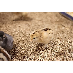 24 L Rowdy Rooster Hemp Animal Bedding