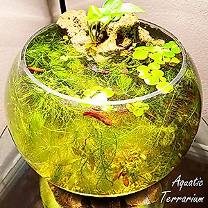 CYS EXCEL Large Glass Bubble Bowl (H-13.5" W-15.25", Approx. 9 Gal.) | Multiple Size Choices Fish Bowl Vase | Glass Round Bowl Terrarium | Globe Flower Vase Centerpiece