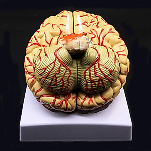 Human Brain Model, Anatomically Accurate Brain Model 8-Part Human Brain Anatomy for Science Classroom Study Display Teaching Medical Model