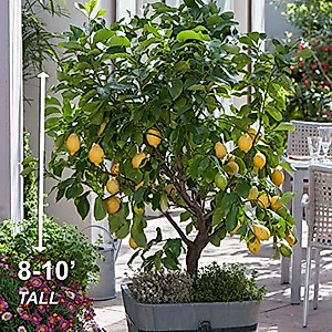 Garden State Bulb Meyer Lemon Tree, Citrus Live Plant (1 Gallon Growers Pot) Cannot Ship FL, AZ, CA, TX, LA