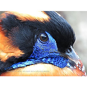 Canon digital camera PowerShot (power shot) SX530 HS PSSX530HS - International Version (No Warranty)