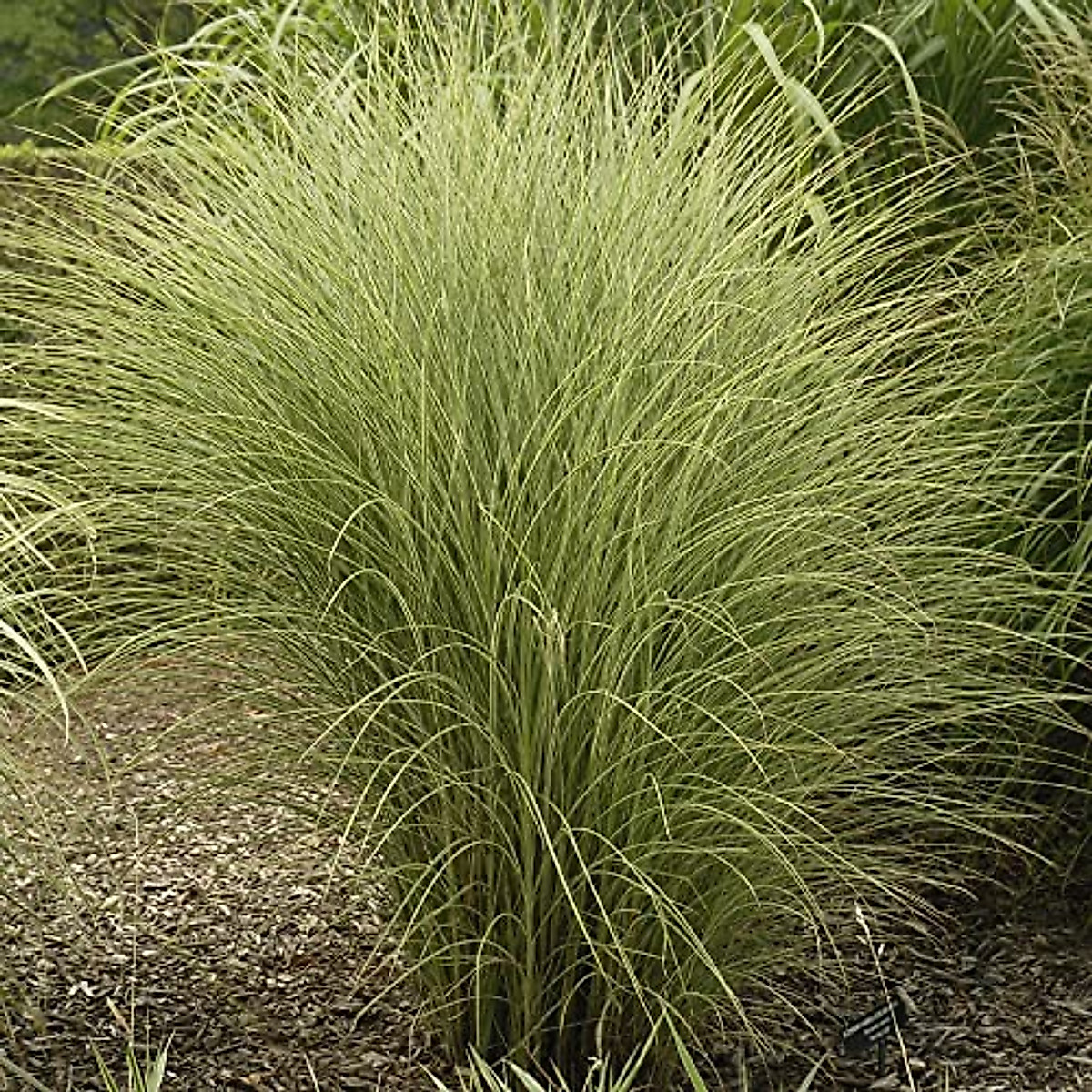 CHUXAY GARDEN Miscanthus Sinensis,Silver Maiden Grass 10 Seeds Hardy Spectacular Plumes Ornamental Grass Home Landscape Easy Grow