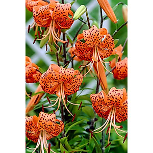 Votaniki Giant Lancifolium Tiger Lily Bulbs | Fragrant, Vibrant Colors | Easy to Grow | Perfect for Garden Borders, Cut Flowers, and Naturalizing (4 Pack)