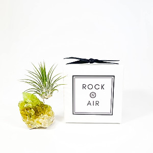 Green Calcite Crystal Air Plant Holder Gift Includes Healthy Live Air Plant and Gift Box Great Gift for Friend Co-worker or Neighbor