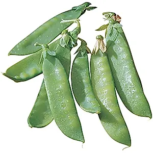 Mammoth Melting Sugar Snow Pea Seeds for Planting, 50+ Heirloom Seeds Per Packet, (Isla's Garden Seeds), Non GMO Seeds, Botanical Name: Pisum sativum, Great Home Garden Gift