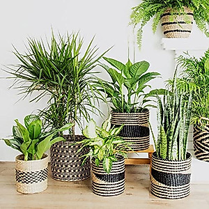 Vietnam Large Hand Woven Seagrass Spiral Basket