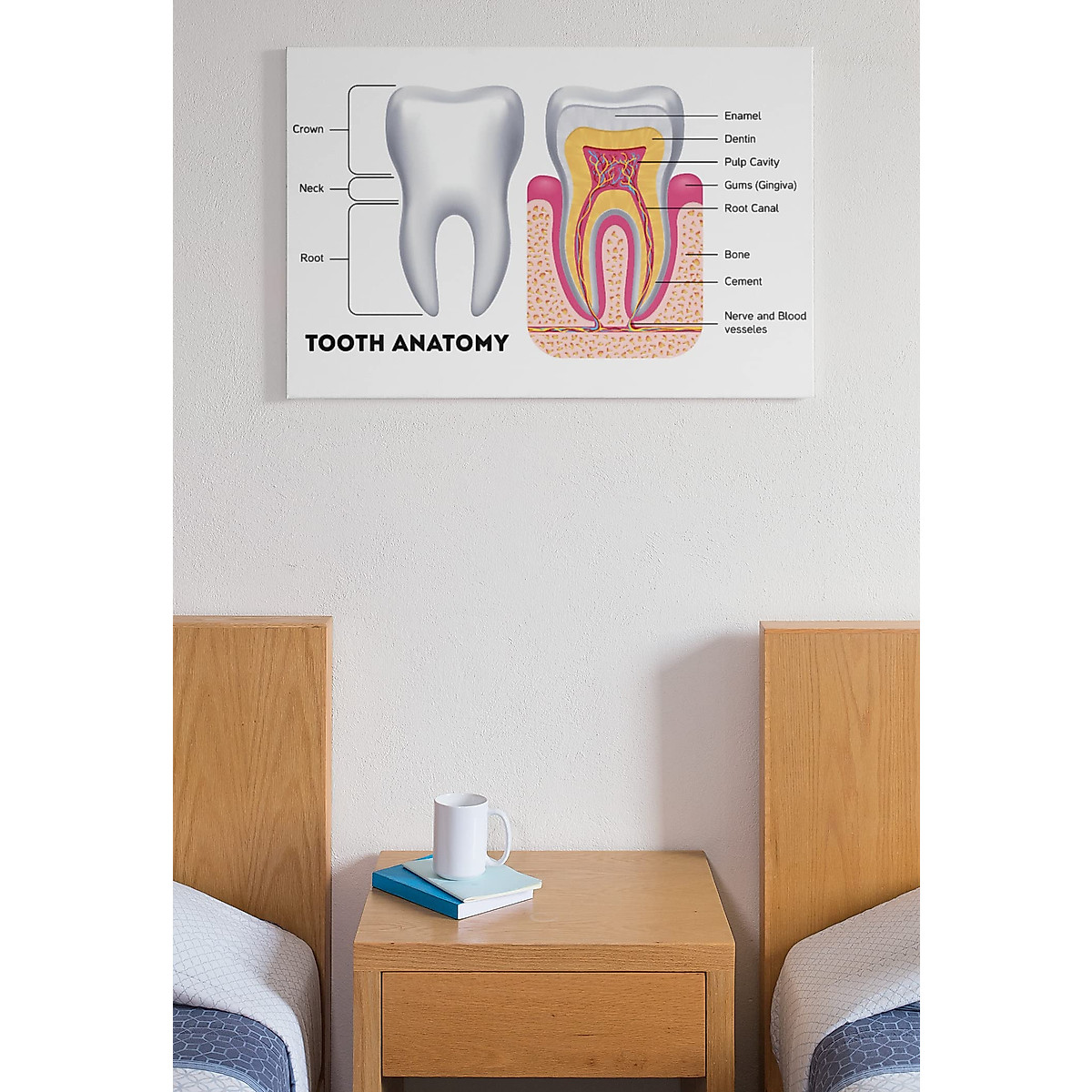 Dental Chart Wall Art Poster Dental Office Decor Nursing School Essentials Dental Medical Assistant Accessories Tooth Anatomy Science Posters Teacher Supplies Cool Wall Decor Art Print Poster 18x12
