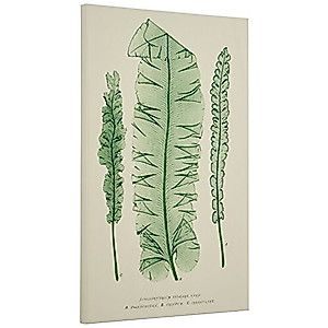 Amazon Brand – Stone & Beam Modern Green on White Botanical Canvas Print Wall Art, 16" x 24"