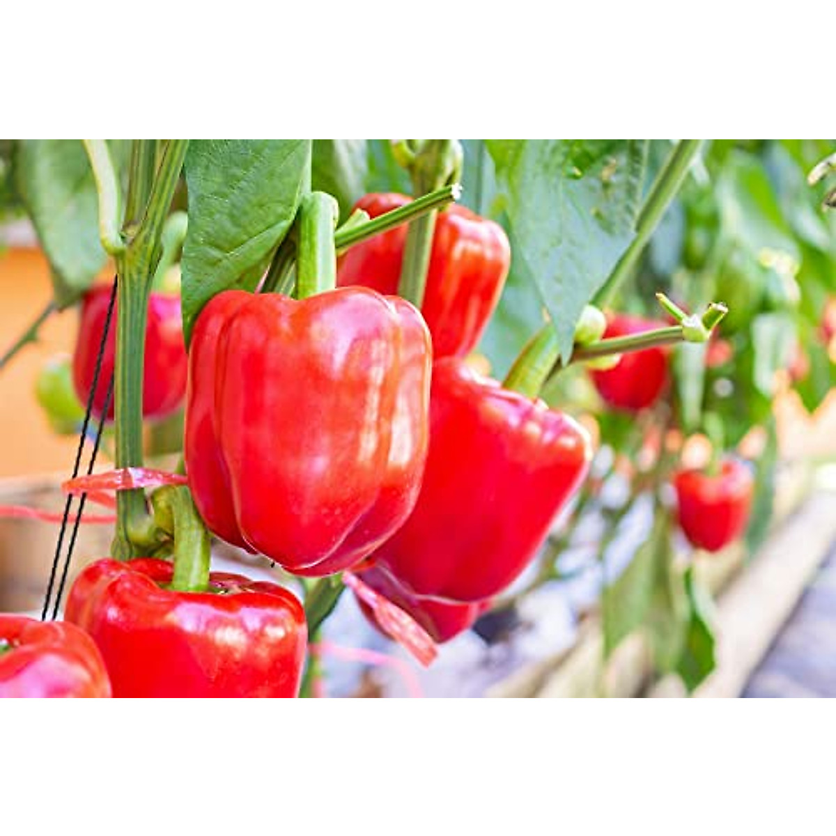 Big Red Bell Pepper Seeds for Planting, 50+ Heirloom Seeds Per Packet, (Isla's Garden Seeds), Non GMO Seeds, Botanical Name: Capsicum annuum, Great Home Garden Gift