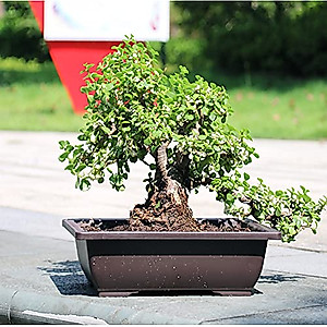 MissFox Bonsai Bowl with Saucer, Potted Plants Plant Pot for Garden, Bonsai Training Pots Made of Plastic, 6 Flower Pots Square Large with 6 Trays and 3 Mini Garden Tool Set, 16 x 12 x 6 cm