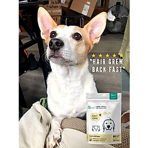 Holistic All-Natural Herb Formula Skin & Coat Support for Dogs & Cats - Aid for Dry, Flaky, Itchy Skin, Hot Spot, Allergies. Provides Anti-Itch, Anti-inflammatory Relief - WellnergyPets Coat Care 60ct