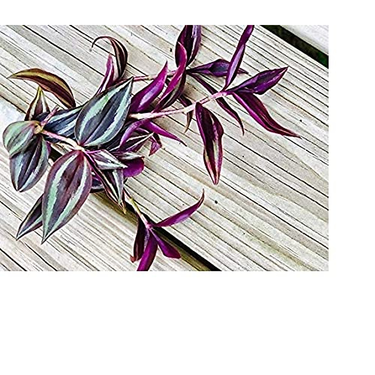 paperhome Wandering Jew - Tradescantia Zebrina - Inch P.Lant 9 Pcs C.uttings Silver Purple Burgundy